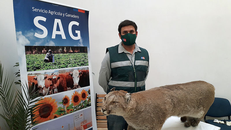 Encuentran puma juvenil disecado y abandonado en plena calle – Frontera ...